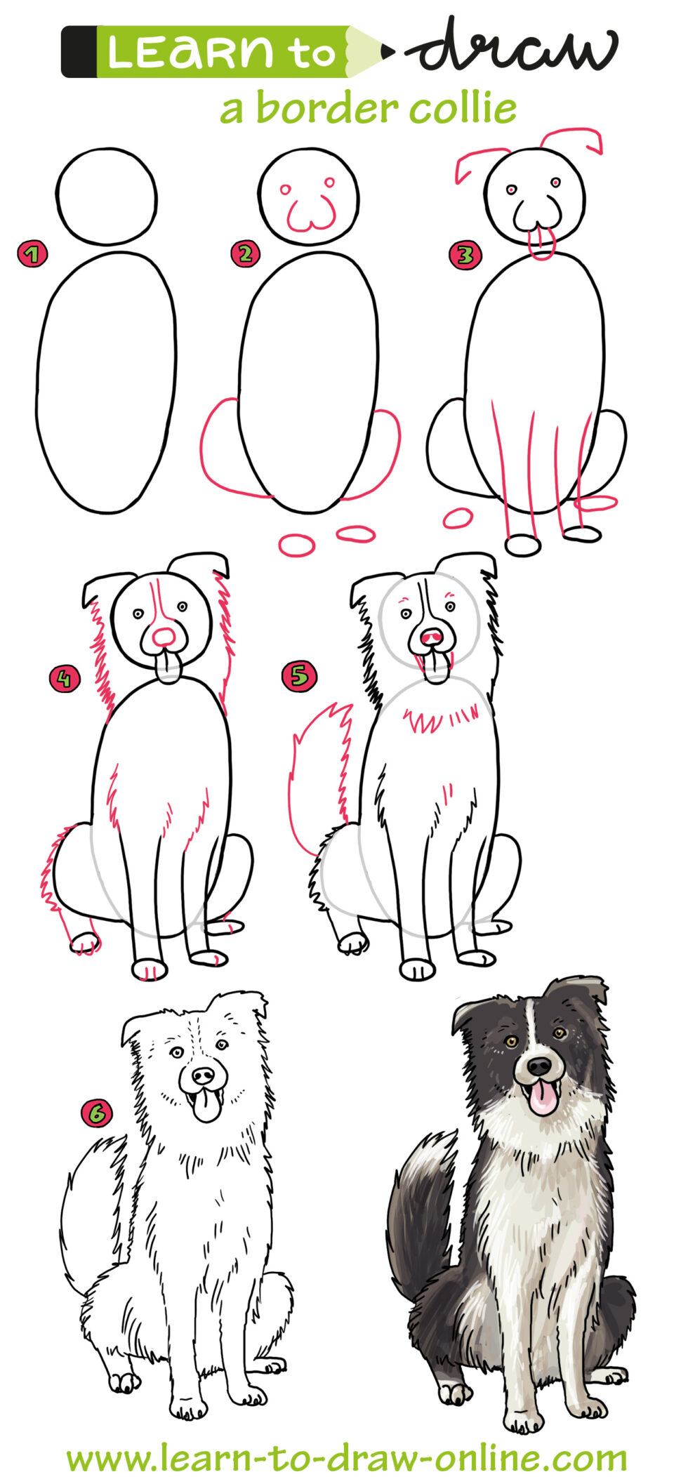 Learn how to draw a border collie dog - Learn to Draw online
