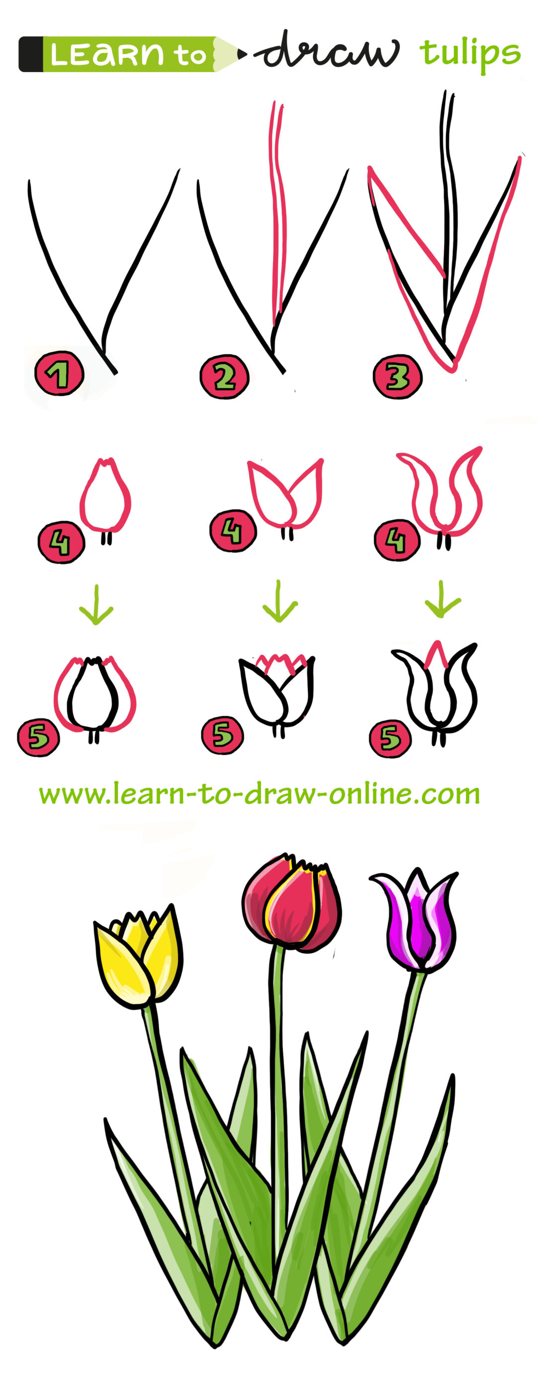 Learn how to draw tulip spring flowers - Learn to Draw online
