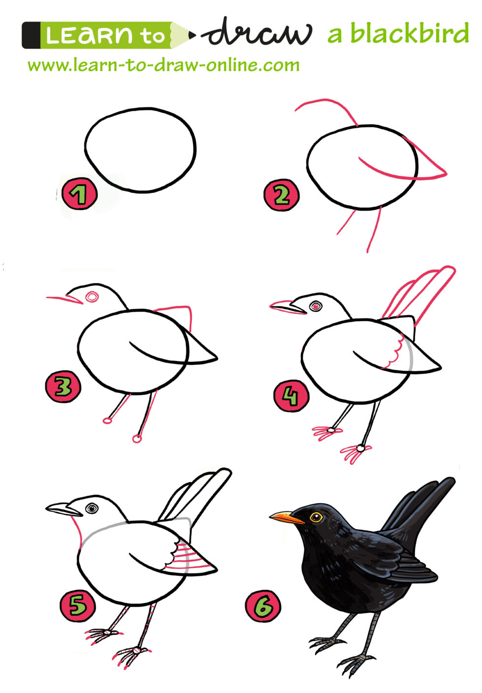 Learn how to draw a blackbird - Learn to Draw online