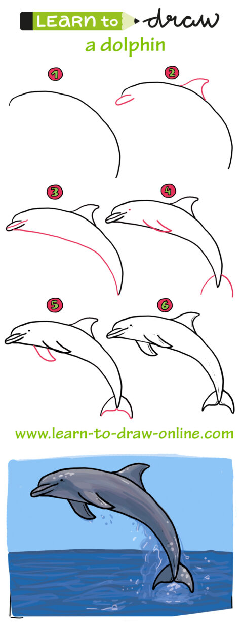 Learn to Draw a Dolphin - Learn to Draw online