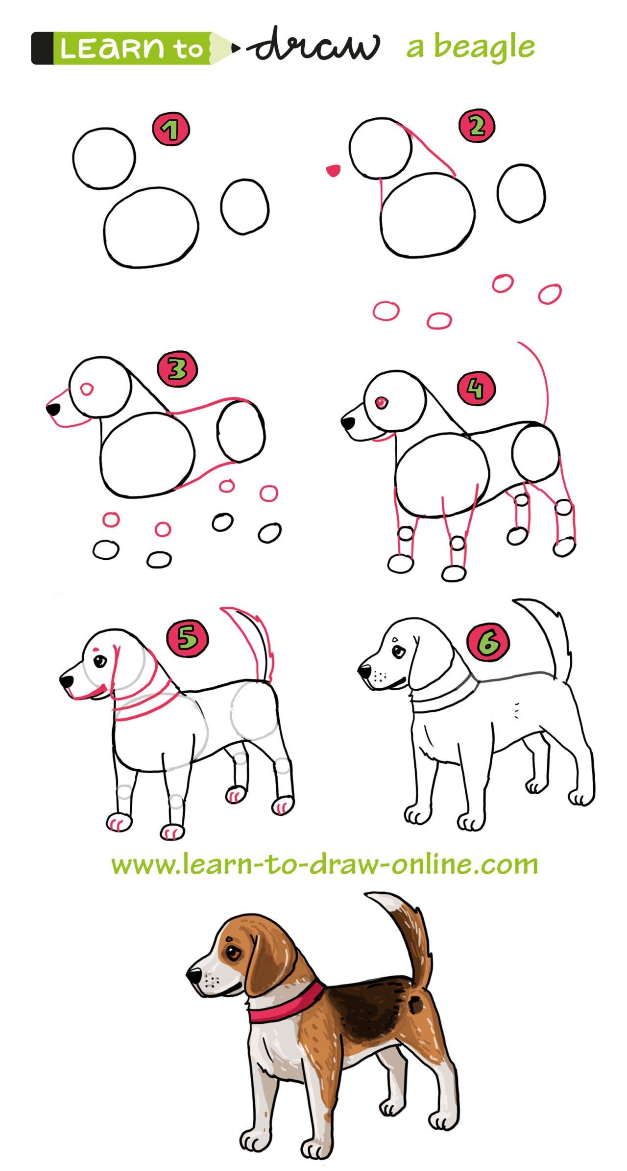 Learn how to draw a beagle dog - Learn to Draw online