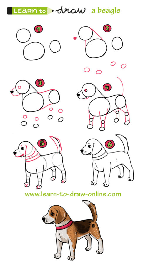 Learn how to draw a beagle dog - Learn to Draw online
