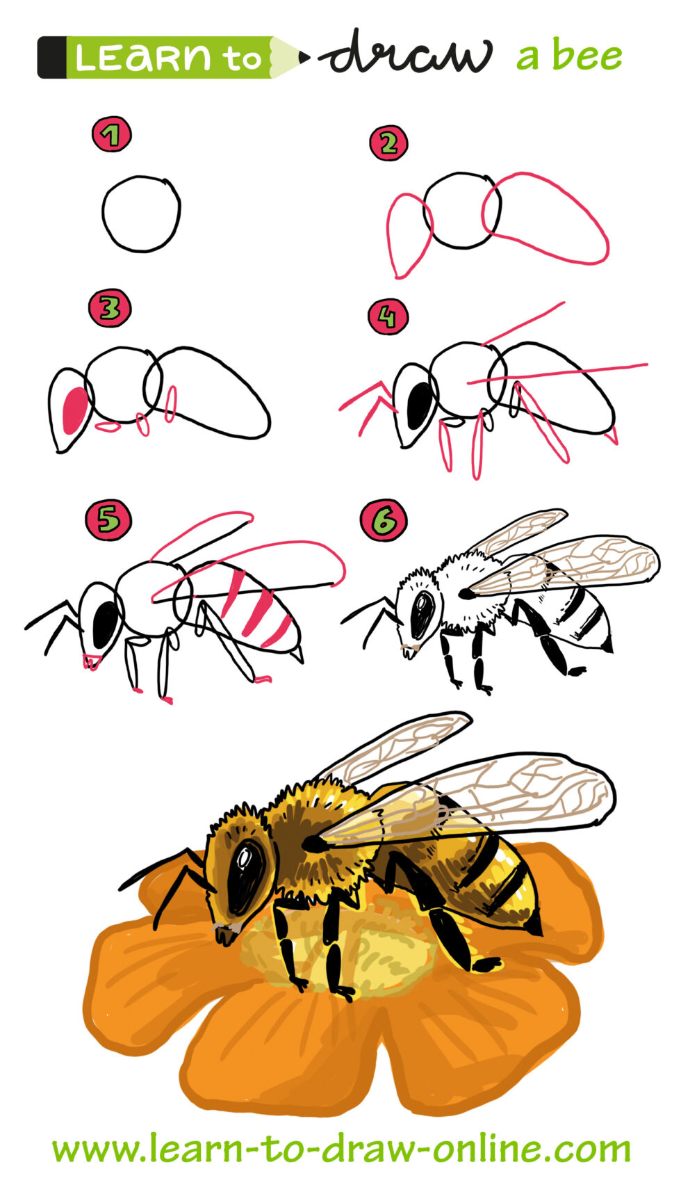 Learn how to draw a bee - Learn to Draw online