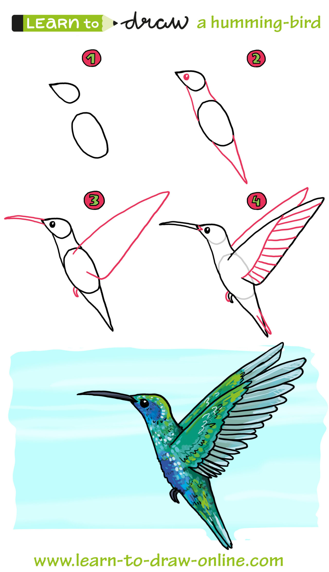 Draw a Hummingbird - Learn to Draw online