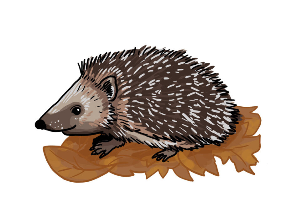 Draw a realistic hedgehog - Learn to Draw online