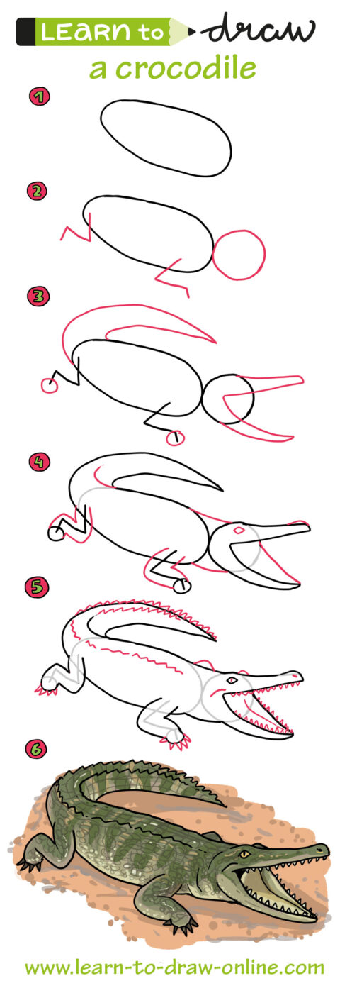 Learn how to draw a crocodile - Learn to Draw online