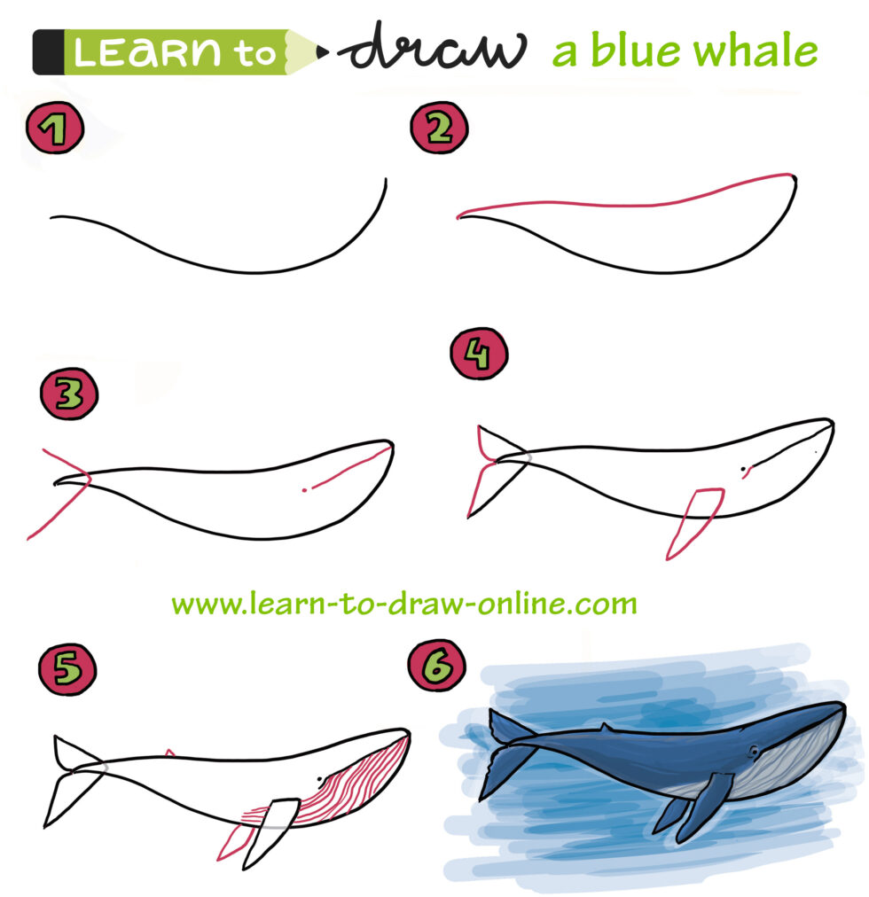 Learn How to Draw a Blue Whale: Step-by-Step for Beginners - Learn to ...