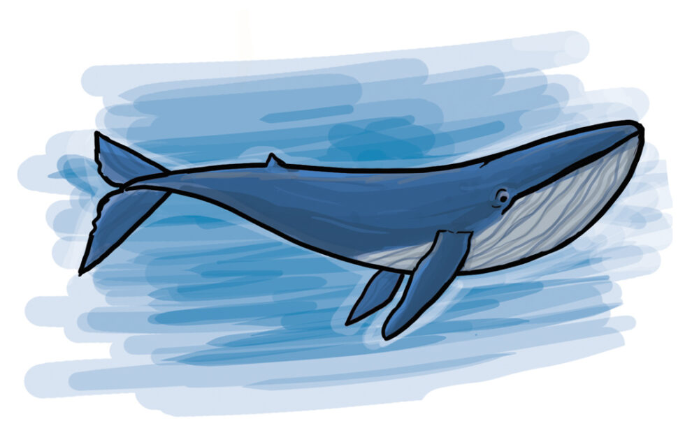 Learn How to Draw a Blue Whale: Step-by-Step for Beginners - Learn to ...
